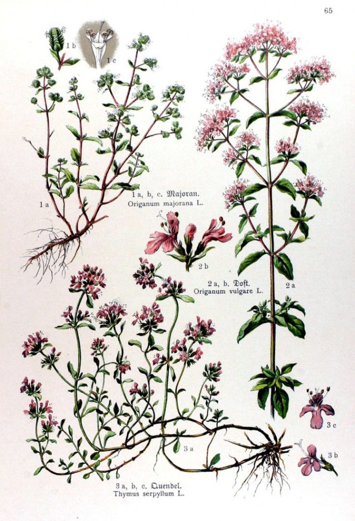 Majoránka 100% esenciální olej | Phytos