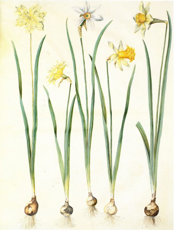 Narcis absolue | Phytos